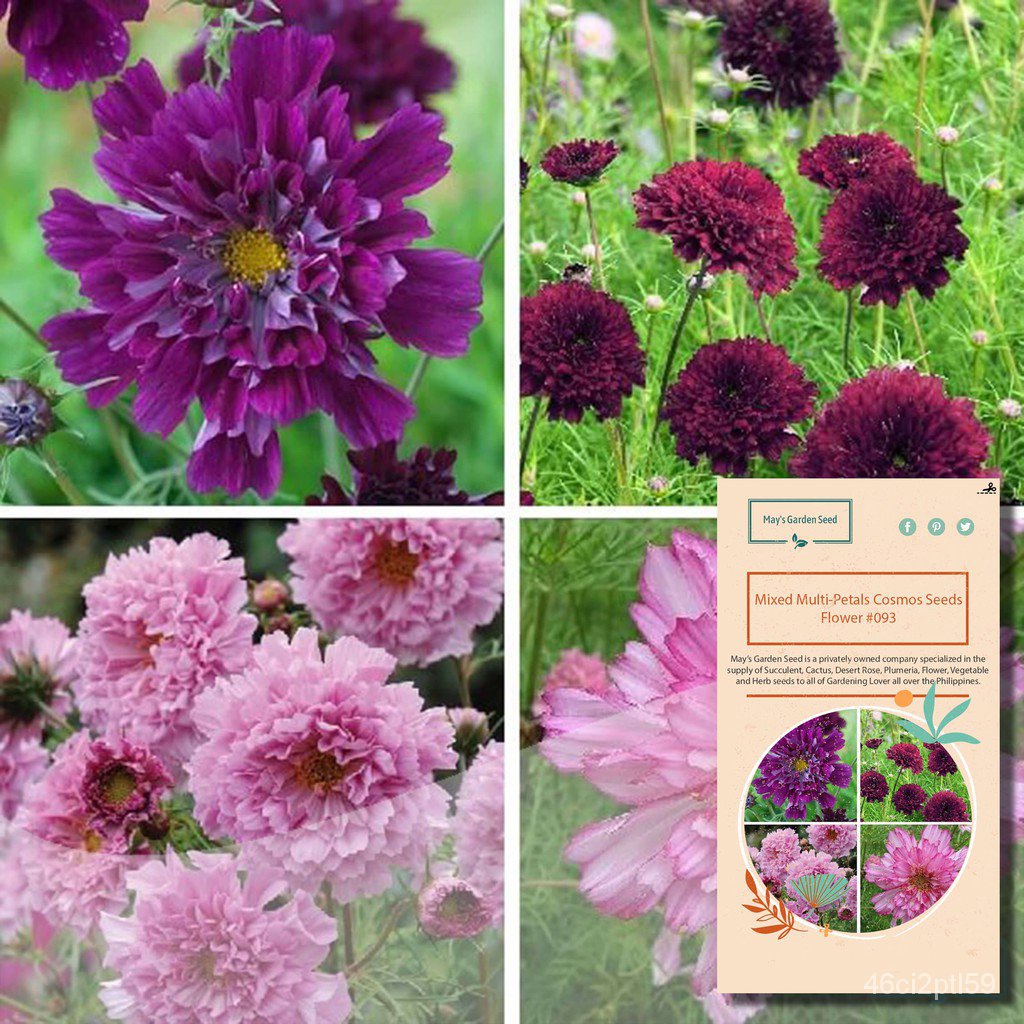 (ready stock)Mixed Color Cosmos Seeds, Multi-Petals Mix, Flower Seeds ...
