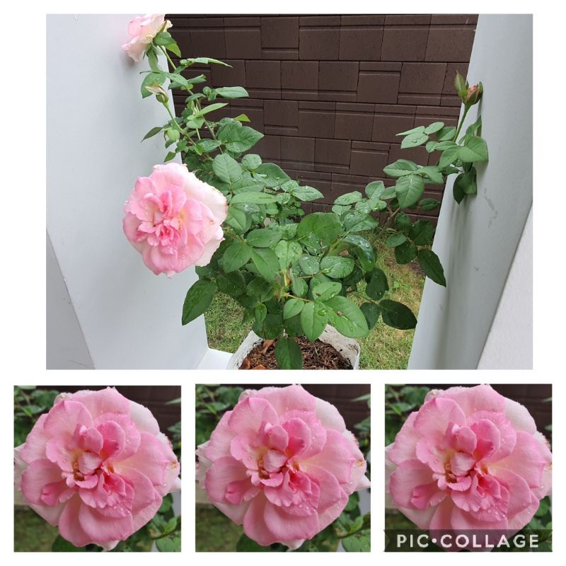 กุหลาบ สายพันธุ์ เบฟเวอรี่ (Beverly Rose) | Shopee Thailand