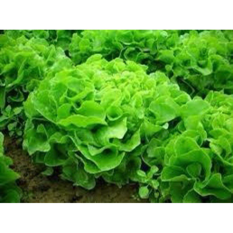 （เมล็ดพันธุ์ ผู้ผลิต）เมล็ดพันธุ์ ผักสลัดกรีนโอ๊ค (Green Oak Lettuce ...