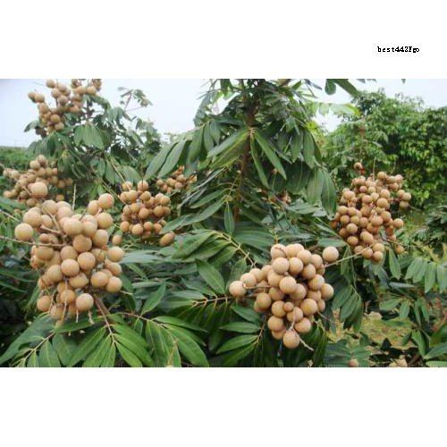 1PCS Longan Seeds fruit tree seedsCOD ดอกไม้และผักกาดหอมหลากหลายชนิด ...