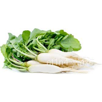 จุดประเทศไทย Radish 3grams 210-250 pcs Snow White Vegetables Seeds ...