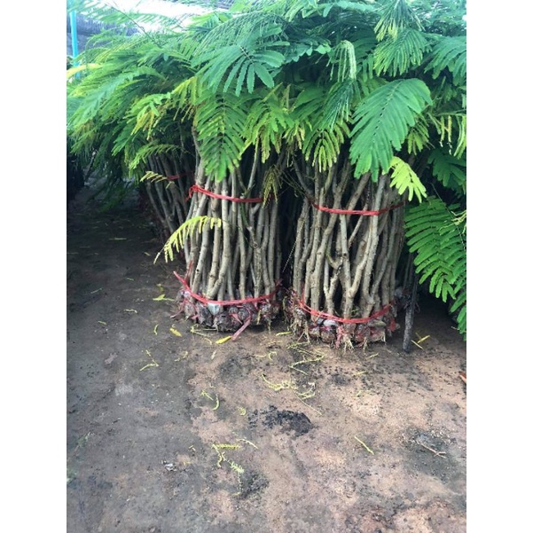 ต้นชะอมแบบกิ่งตอน 1 มัดมีอยู่ 50 กิ่ง | Shopee Thailand