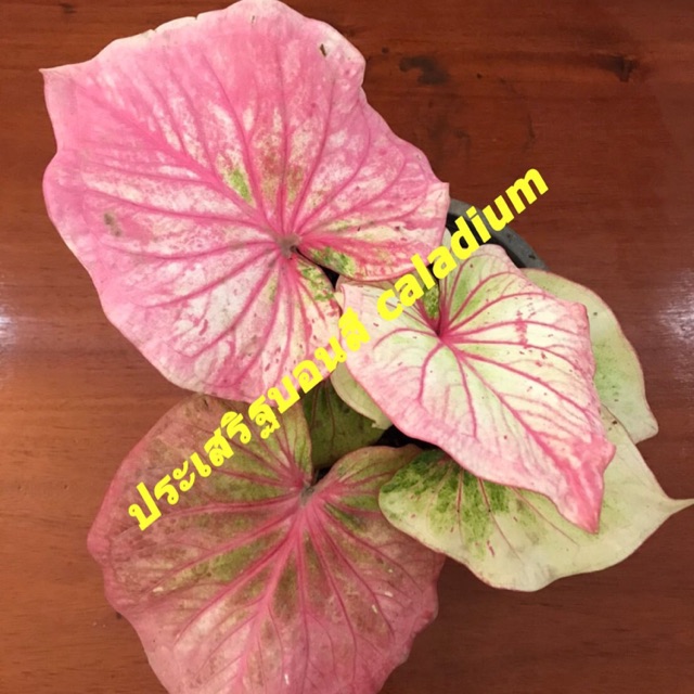 prasertcaladium, ร้านค้าออนไลน์ | Shopee Thailand