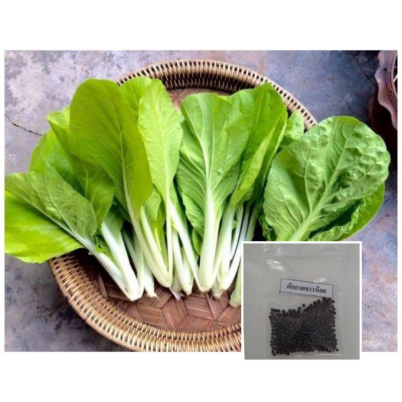 เมล็ดพันธุ์คุณภาพสูงในสต็อกในประเทศไทยเมล็ดผักกาดขาวน้อย 1 กรัม 5เเถม 1 ...