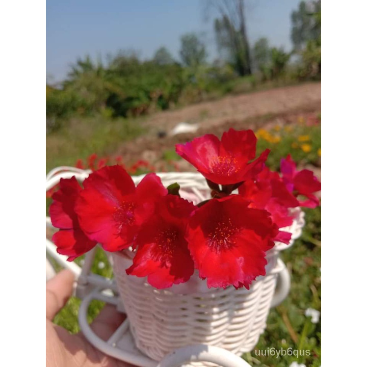 สปอตสินค้าคุณนายตื่นสาย 10กิ่ง20 บาทเมล็ดอวบอ้วน 100 รอคอยที่จะให้ความ ...