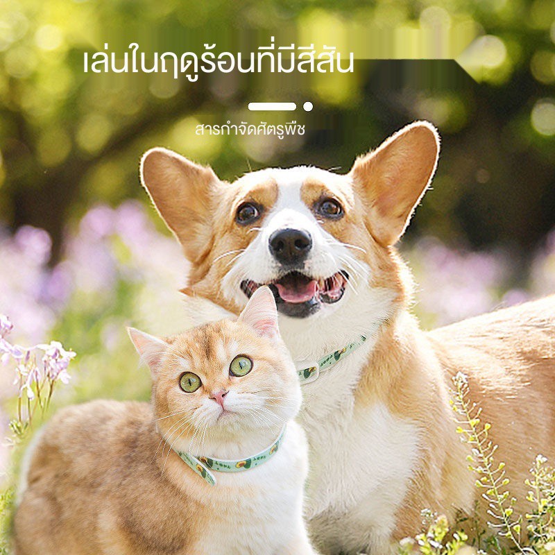 ปลอกคอกันแมลงสำหรับแมว ปลอกคอแมวไล่ยุง ป้องกันหมัด เหา ไร ปลอกคอยาหมัด ...