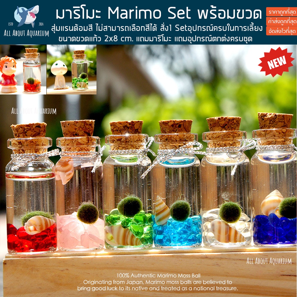 (พร้อมส่ง )มาริโมะ Marimo Set ขวดจิ๋ว 2x8cm. แถมฟรีอุปกรณ์ครบชุดพร้อม ...