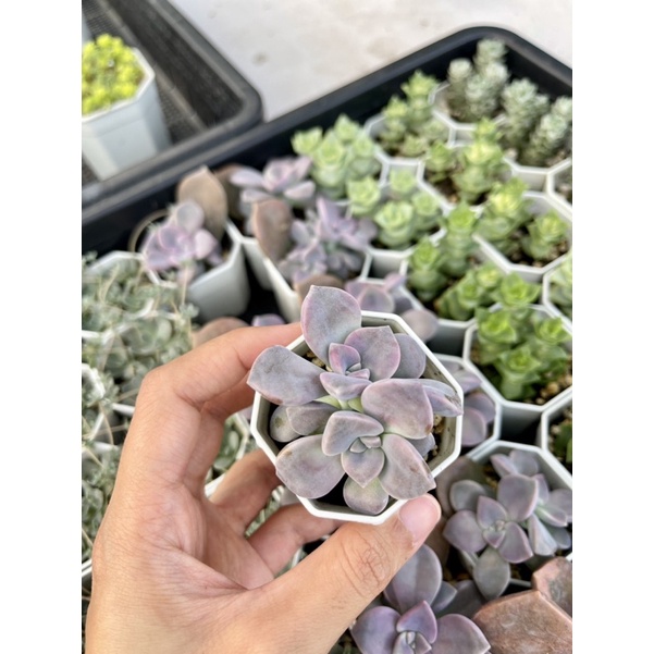 กุหลาบหินgraptopetalum superbum | Shopee Thailand