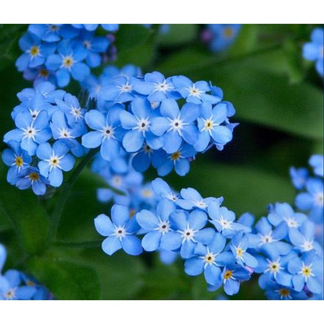 100 เมล็ด ฟอร์เก็ตมีน็อตสีฟ้า - Blue Forget me not - gardenstock - ThaiPick