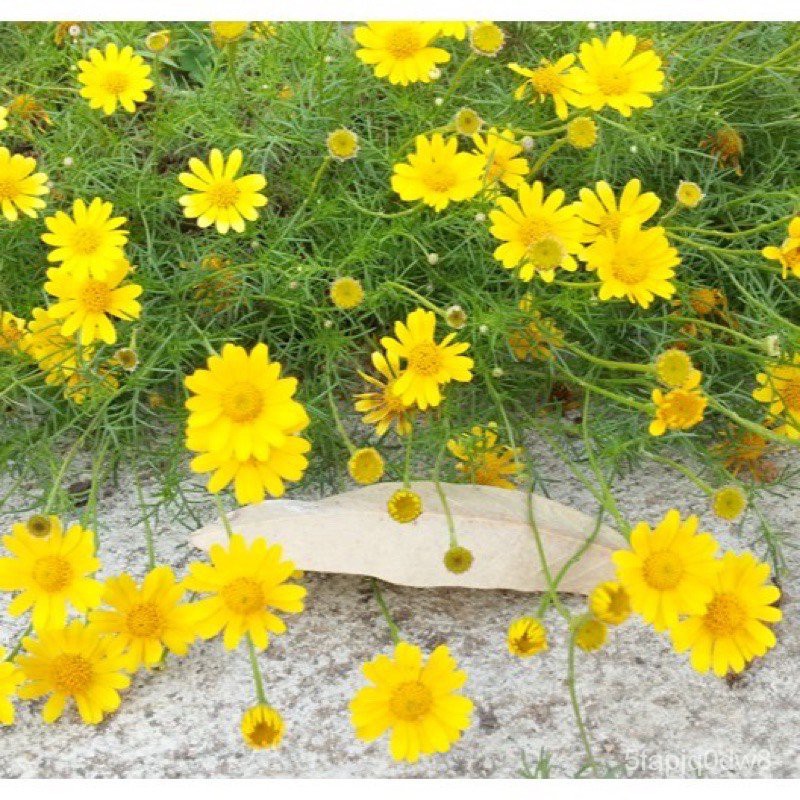 （เมล็ดพันธุ์ โรงงาน）พันธุ์ ดอกดาห์ลเบิร์ก ดอกเดซี่ (Dahlberg Daisy ...