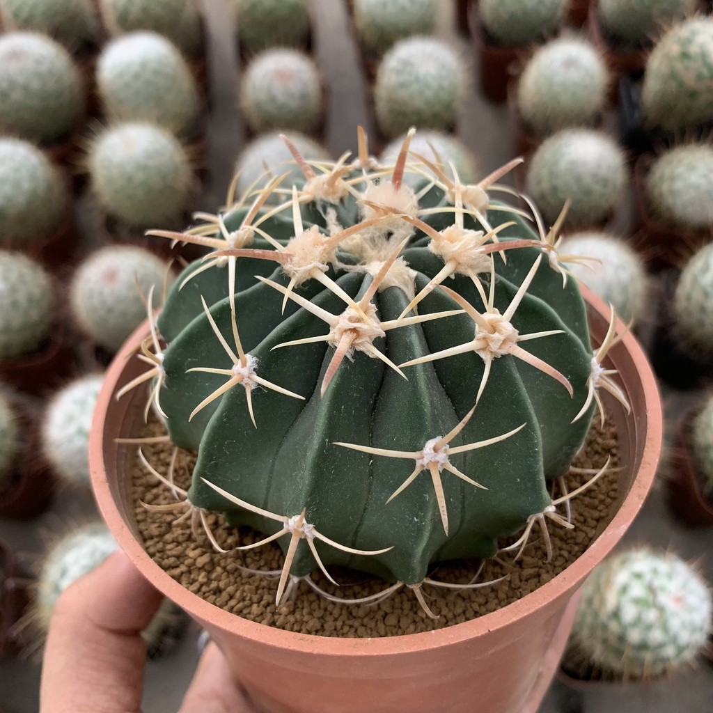 (lingbo)กระบองเพชรไม้ลำ แคคตัส cactus Homalocephala texensisโฮมาโลเซฟา ...