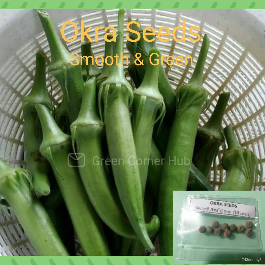 จุดประเทศไทย Okra Seeds (Smooth Green10pcs seeds)เมล็ดอวบอ้วน 100 รอคอย ...