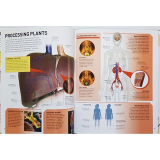 Pop Up Human body book DK | Shopee Thailand