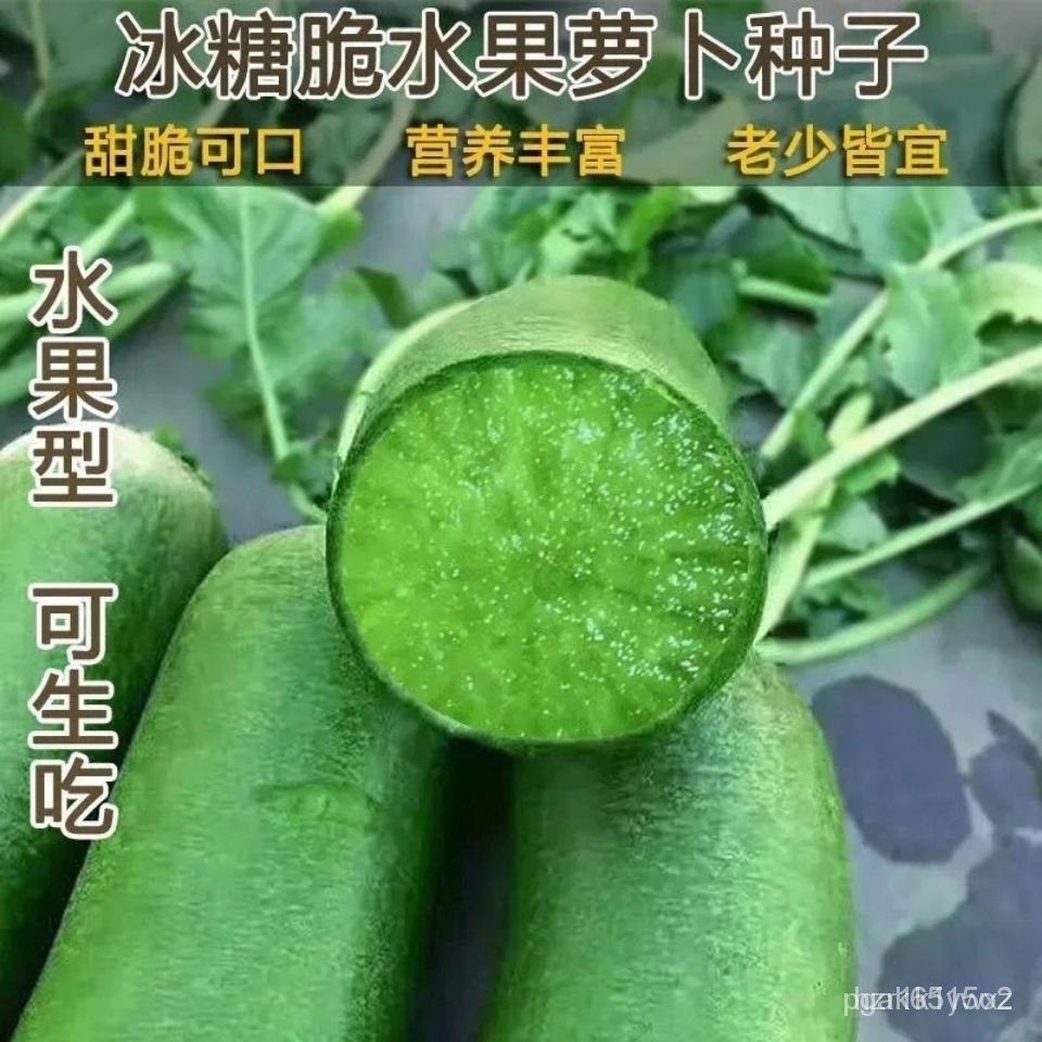 seed Rock Sugar Fruit Radish Seeds Are Eaten Raw Crisp Sweet Farm ...