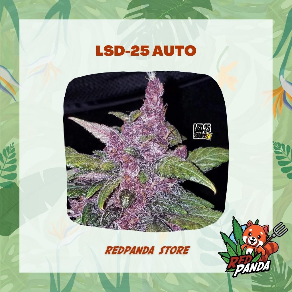 Fastbuds เมล็ดพันธุ์ LSD-25 Auto เมล็ดกัญชานอก เมล็ดกัญชาค่าย Fastbuds เมล็ดกัญชา เพศเมีย ...