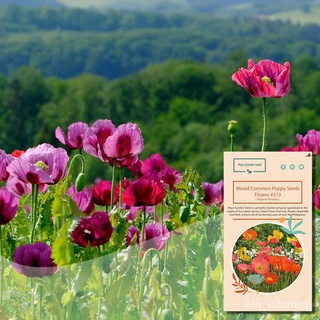 เมล็ดMixed Common Poppy Seeds, Papaver Rhoeas Seeds, Flower#213 เมล็ด ...