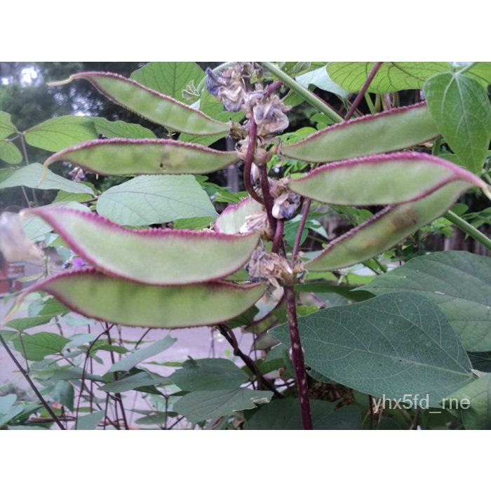 BATAO SEEDS - (5 seeds) vegetable seeds香菜文胸种子裙子儿童通心菜帽子花园seeds鲜花 7HEN ...