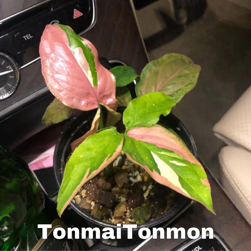 ไตรคัลเลอร์ Syngonium Red Spot Tricolor - tonmaitonmon - ThaiPick