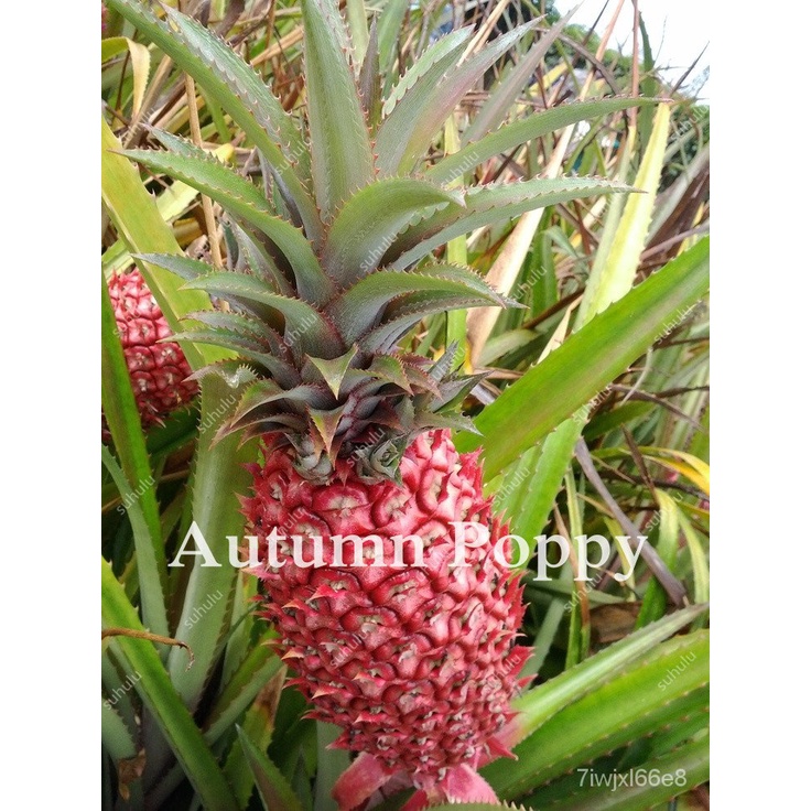 20222020 New Pineapple bonsai 1000 Pcs per Bag Dwarf Pineapple Plant ...