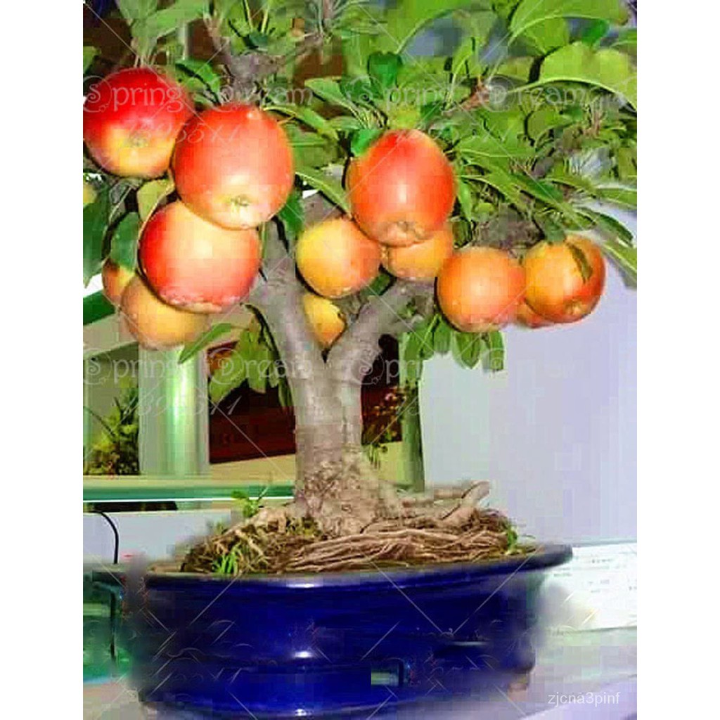 10pcs/Bag Dwarf Apple Seeds Miniature Apple Tree Sweet Organic Fruit ...