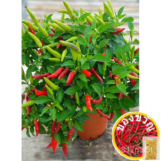 Bonsai Siling Labuyo Seeds -1pack 50pcs Seeds文胸男装手链种子上衣香菜帽子头饰玫瑰鲜花 GSTE ...