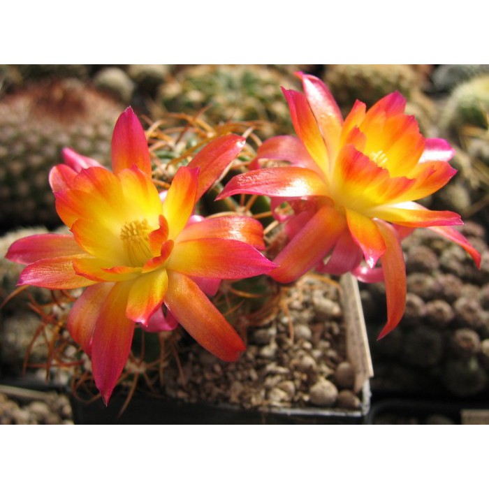 Lobivia corbula (5 seeds) | Shopee Thailand