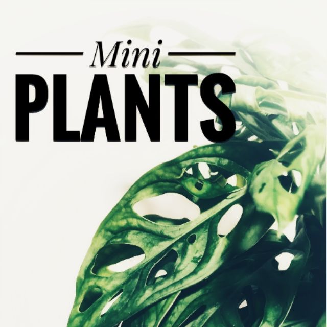 Mini_Plants, ร้านค้าออนไลน์ | Shopee Thailand