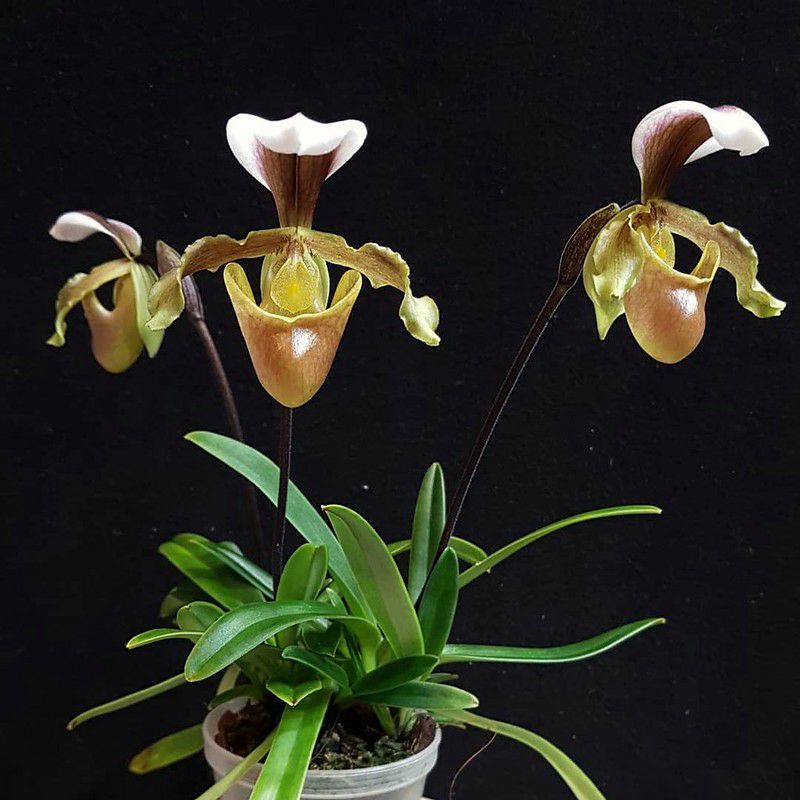 Paph ถูกที่สุด พร้อมโปรโมชั่น - ก.พ. 2022 | BigGo เช็คราคาง่ายๆ