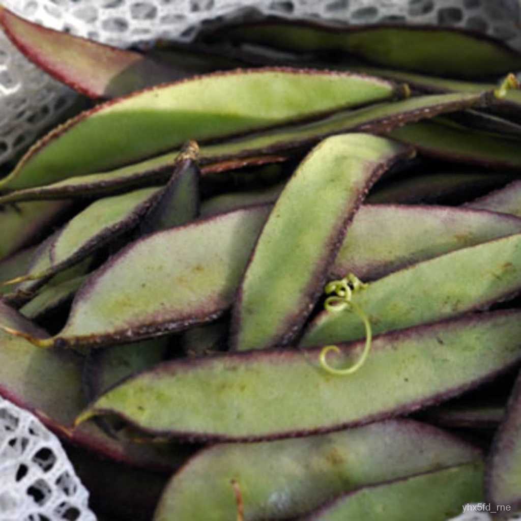 BATAO SEEDS - (5 seeds) vegetable seeds香菜文胸种子裙子儿童通心菜帽子花园seeds鲜花 7HEN ...