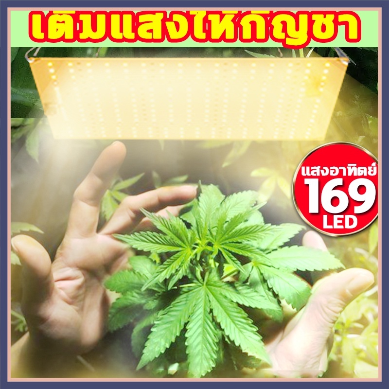 กัญชา พืชเติมแสง ไฟปลูกต้นไม้ LED 169 ไฟปลูกพืช เต็มสเปกตรัม แสงอาทิตย์ ไฟปลุกต้นไม้ ไฟช่วย ...