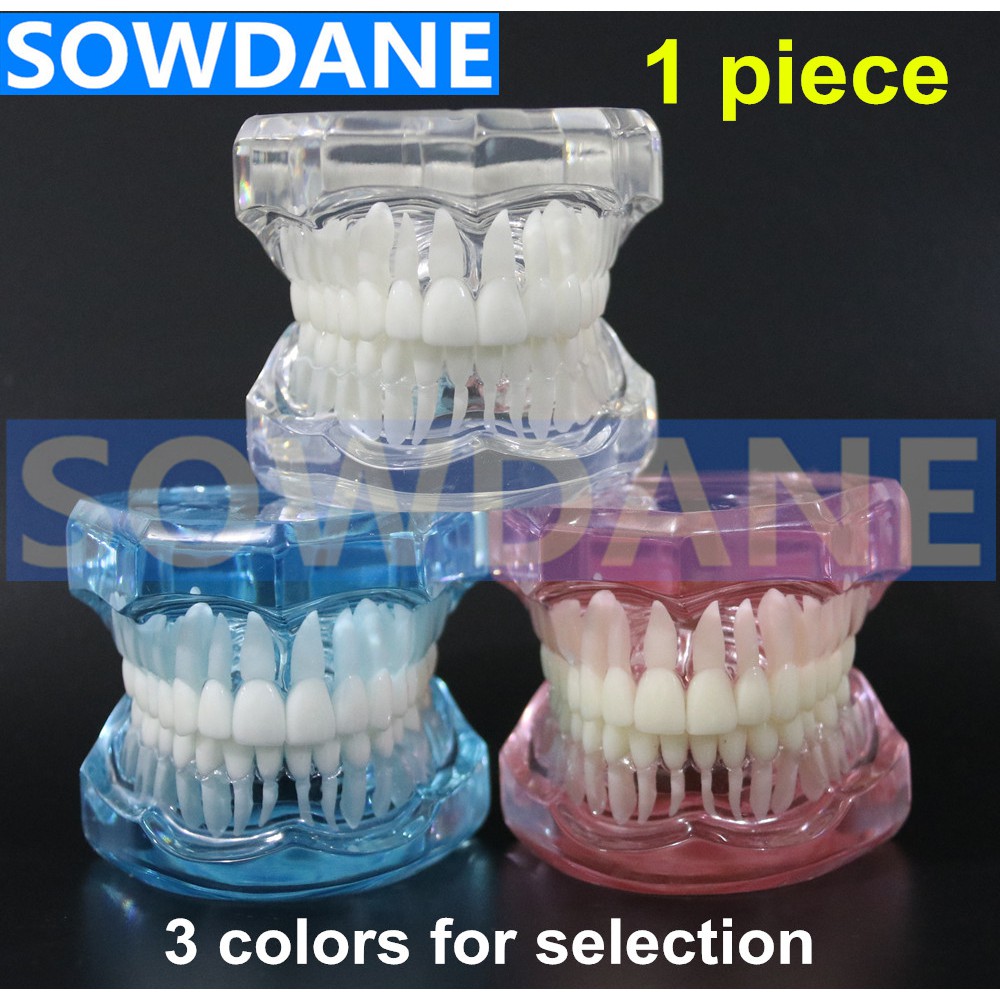 Dental Standard Tooth Model Orthodontic Model for Communication Dental ...