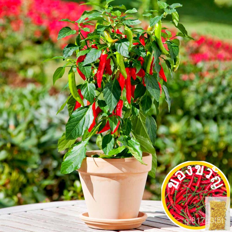 Bonsai Siling Labuyo Seeds -1pack 50pcs Seeds文胸男装手链种子上衣香菜帽子头饰玫瑰鲜花 GSTE ...