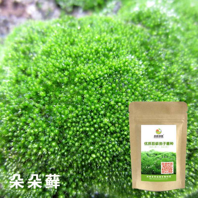 Rockery Bonsai Moss Seed Moss Seed Spore Powder ดูดซับน้ำหิน Grass Seed ...