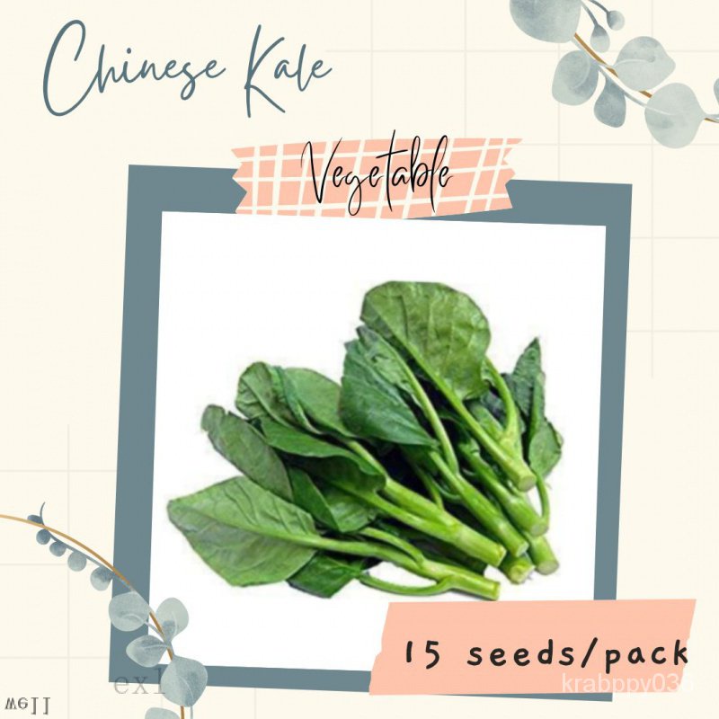 seedsBUY ONE TAKE ONE! Chinese KALE Seeds for Planting (15 seeds ...