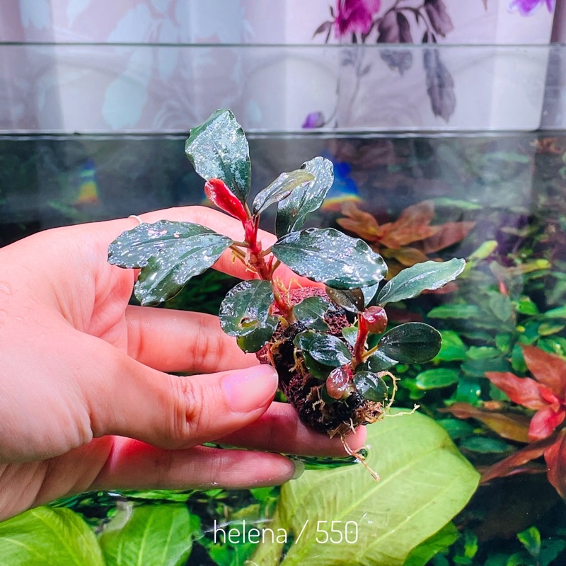 bucephalandra brownie helena #ต้นไม้น้ำ ใครที่ชื่นชอบมุกละเอียดห้ามพลาด ...