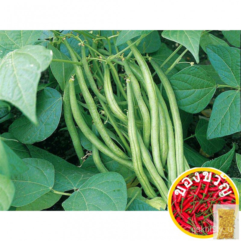 BAGUIO BEANS SEEDS (20pcs seeds) HYBRIDEASY TO GROWHIGH YIELDING ...