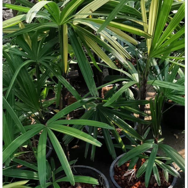 ต้นจั๋งด่าง ถูกที่สุด พร้อมโปรโมชั่น ต.ค. 2025 | BigGoเช็คราคาง่ายๆ