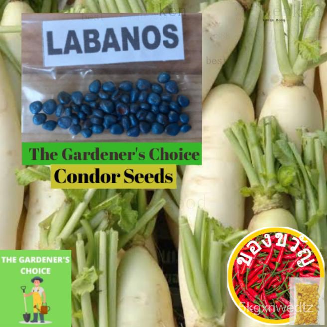 Labanos Seedsสร้อยคอดอกทานตะวันผักชีแอปเปิ้ลบ้านและสวนดอกไม้ผักกาดหอม ...