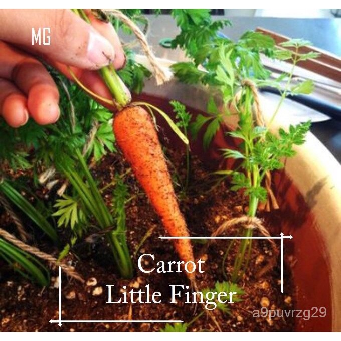 2022Carrot Mix Seeds - 100 Seed Pot Friendly - - Dark Purple ...
