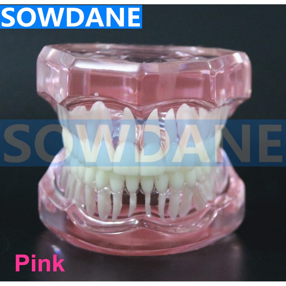 Dental Standard Tooth Model Orthodontic Model for Communication Dental ...