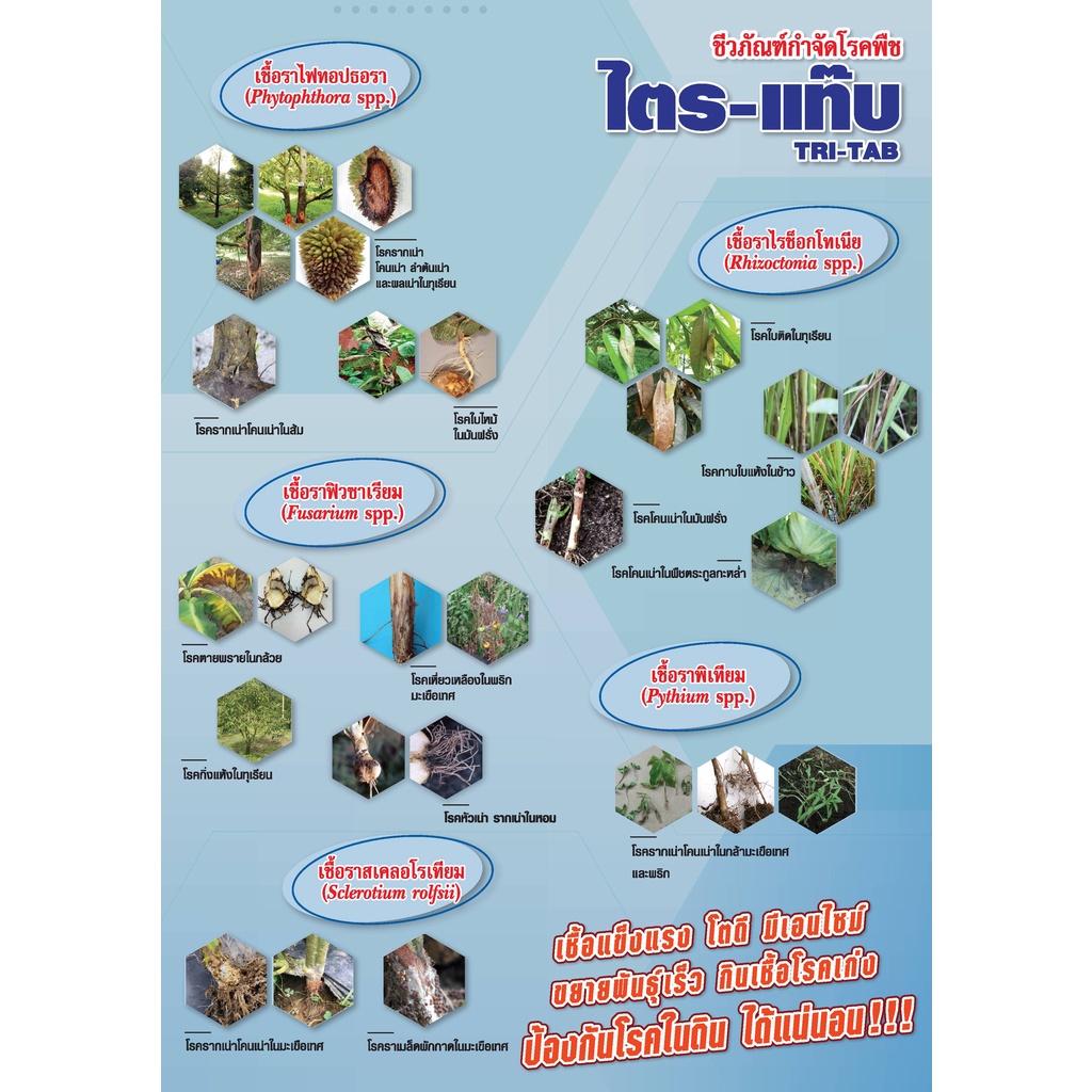 ไตรโคเดอร์มา ขนาด 1 กิโลกรัม ไตรแท๊บ ทีเอบี ชีวภัณฑ์กำจัดโรคพืช Bio ...