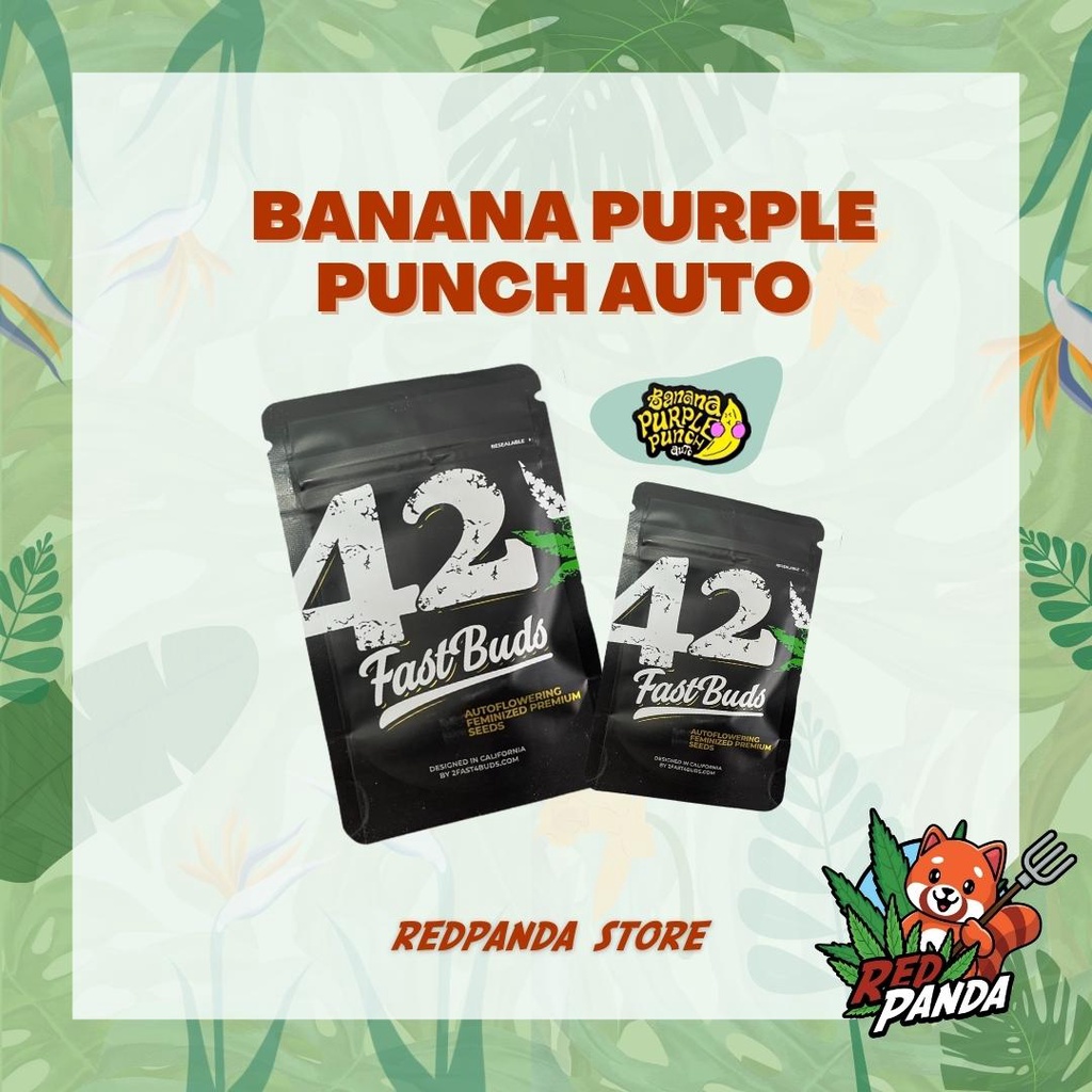 Fastbuds เมล็ดพันธุ์ Banana Purple Punch Auto เมล็ดกัญชานอก เมล็ดกัญชา ...