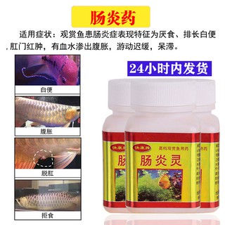 ปลาทอง Luohan Fish Enteritis Medicine Changyanling Ornamental Fish's ...