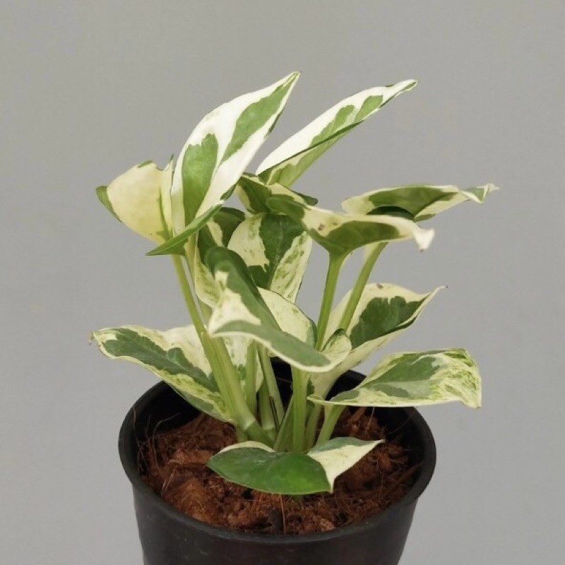 MeMoMi Graden, ร้านค้าออนไลน์ | Shopee Thailand