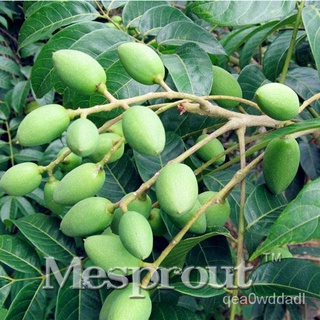 Very Popular Canarium Album 5pcs, Indian Canarium Album Evergreen Tree ...