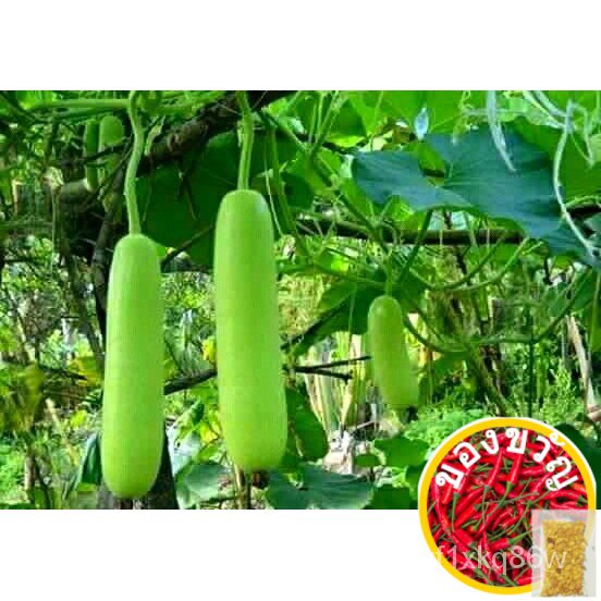 UPO Seeds 3grams 15-25 pcs Bottle Gourd Tambuli Vegetables Fruit Herbs ...