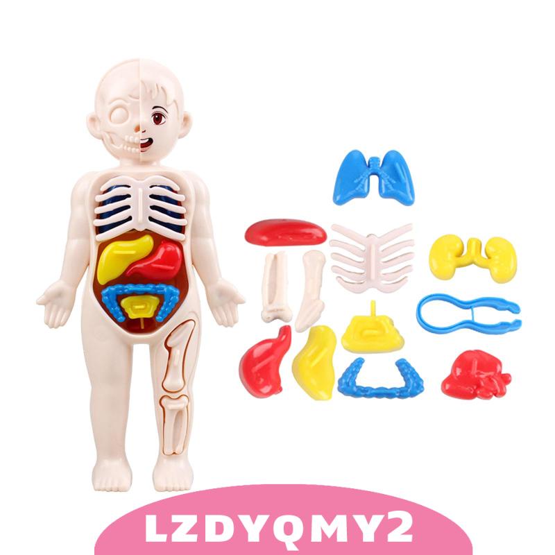 Realistic Human Body with Organs DIY Assembled 3D Puzzle for ...