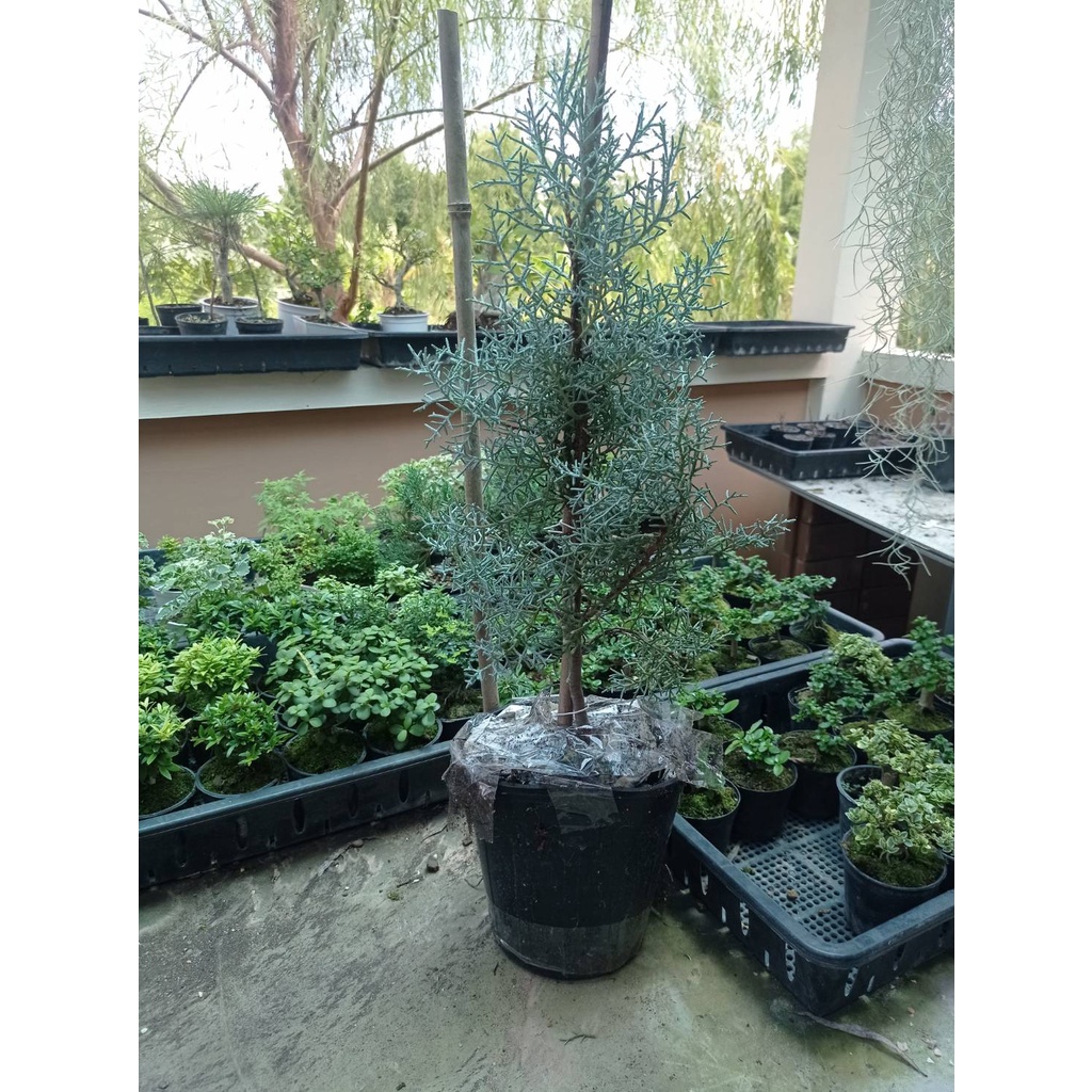 ต้นสนบลูไอซ์ (Blueice Cypress) ระบบรากดีเยี่ยม สนนอก อายุ 4 ปี ไซเปรส ...