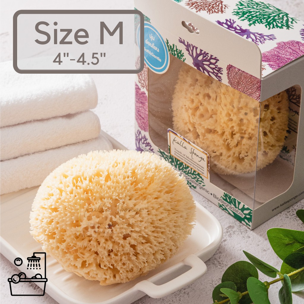 KALLA SPONGE ฟองน้ำธรรมชาติ ชนิด Honeycomb สีเหลือง สำหรับอาบน้ำ (FREE EMS) - kallasponge ...