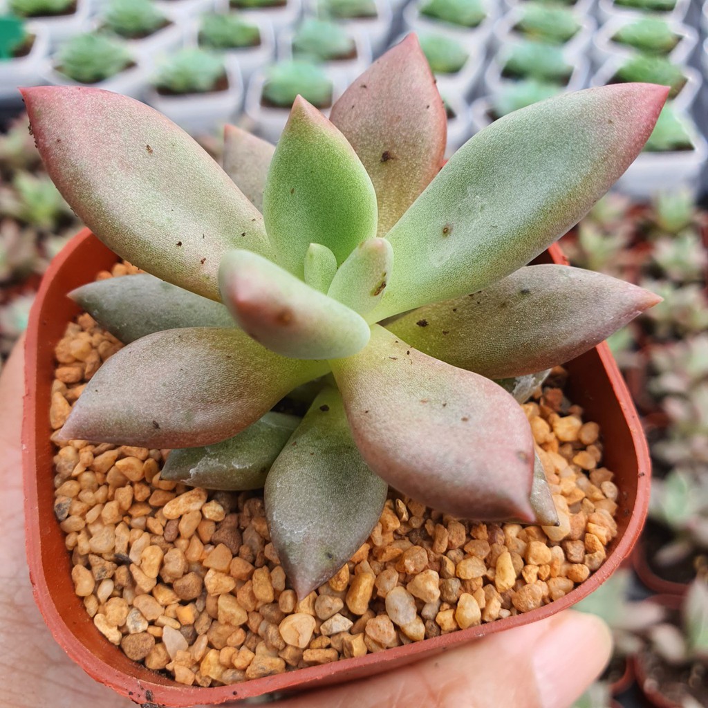 Echeveria Ruby Donna Succulents 2U กุหลาบหินนำเข้า ไม้อวบน้ำ | Shopee ...